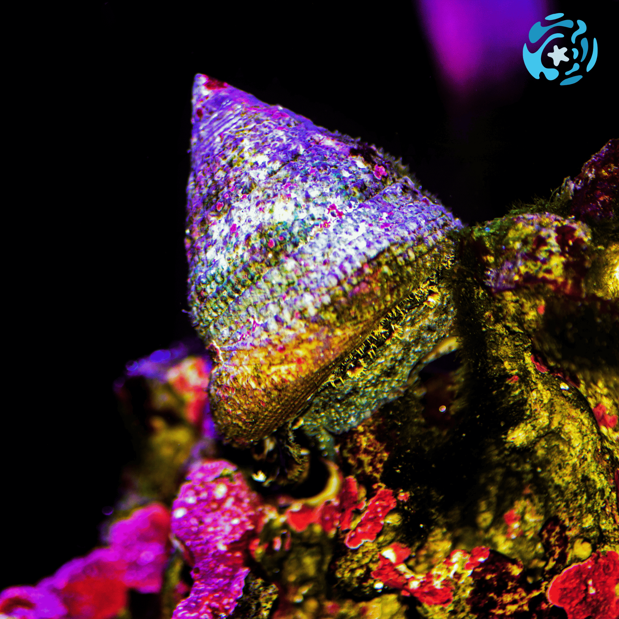 Invertebrates – Living Oceans