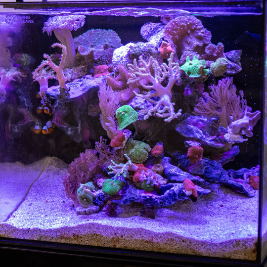 Coral 'Reef Theme' Pack - Living Ecosystem Aquarium 130L – Living Oceans