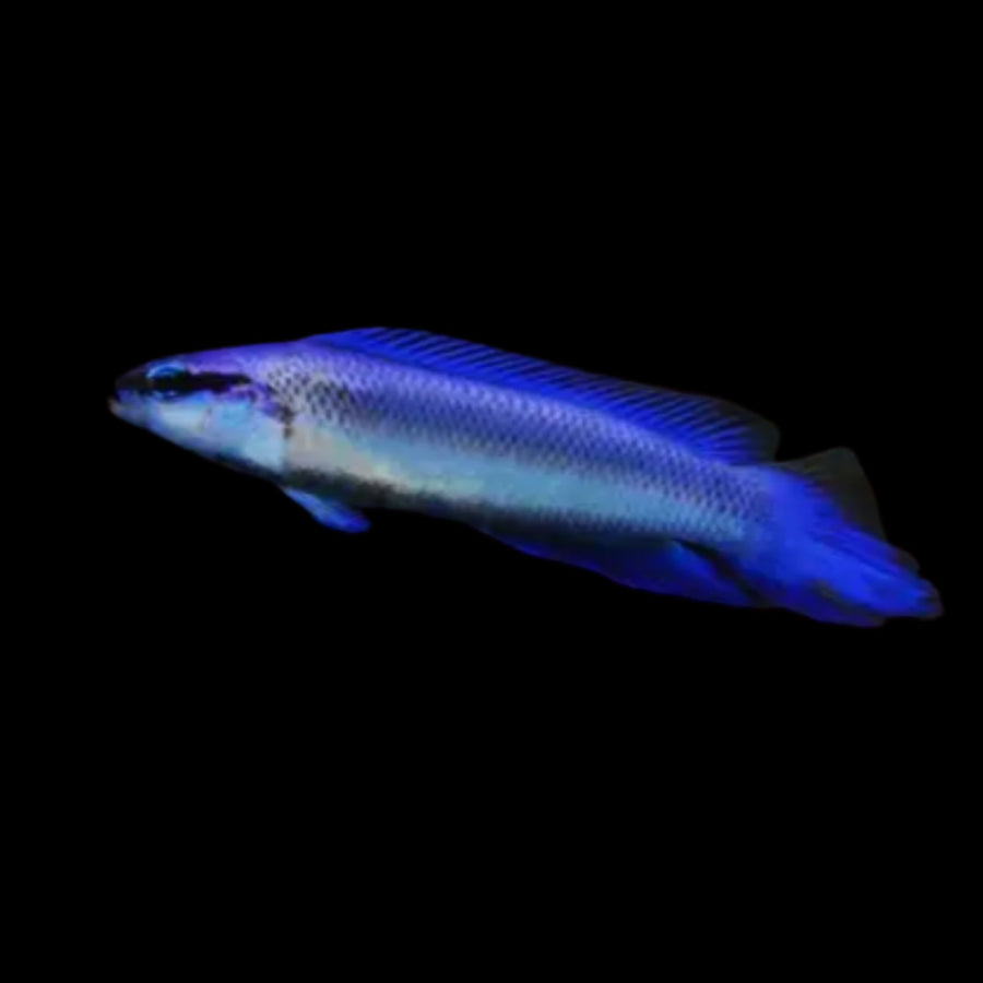 Living Oceans | The World’s Simplest Low-Maintenance Marine Aquariums