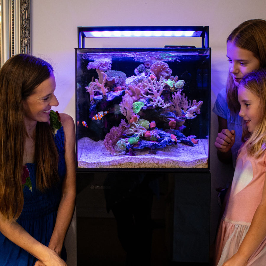 Living Oceans | The World’s Simplest Low-Maintenance Marine Aquariums