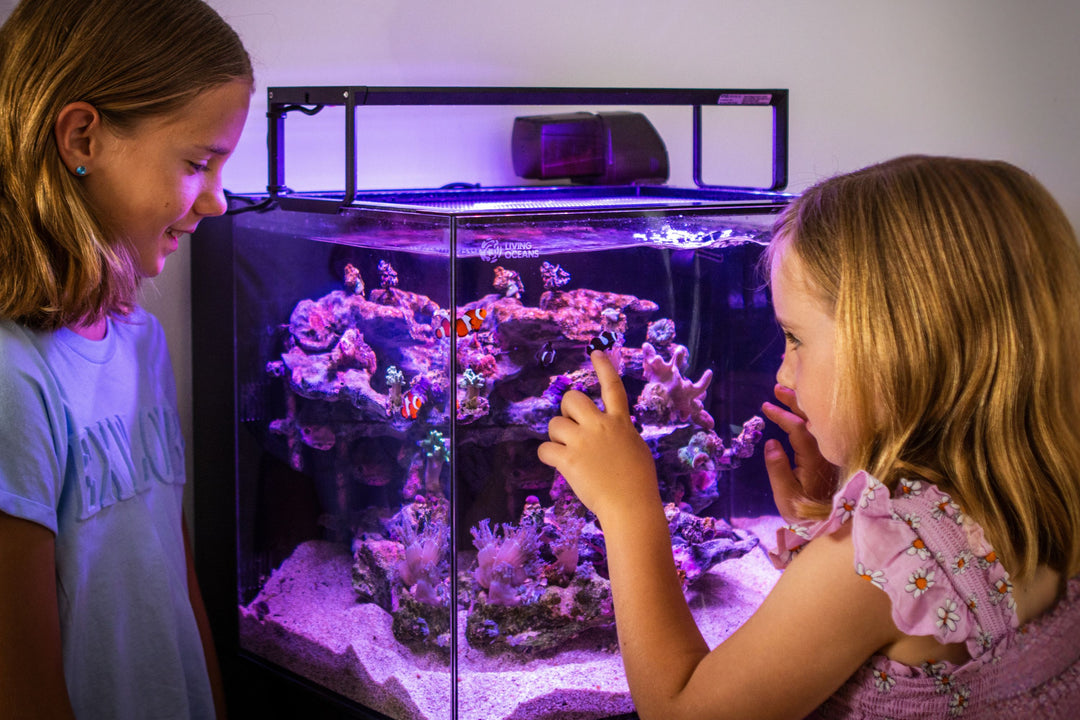 Living Oceans | The World’s Simplest Low-Maintenance Marine Aquariums