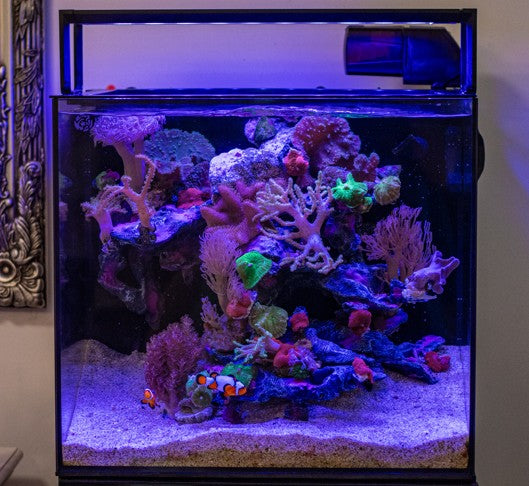 Coral 'Reef Theme' Packs - Cube 130L Full Aquarium – Living Oceans